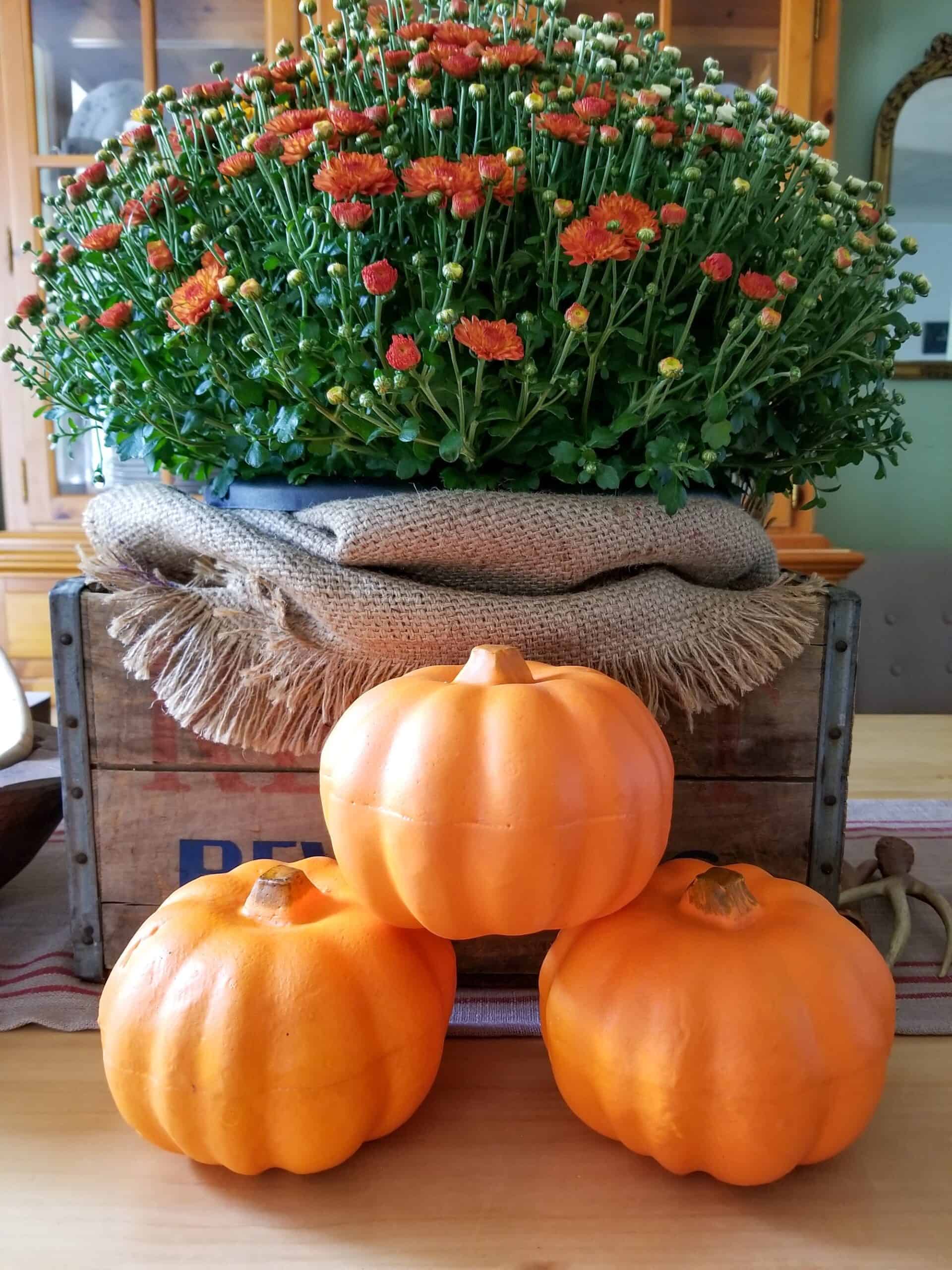 Painted Dollar Store Pumpkins - The How-To Home