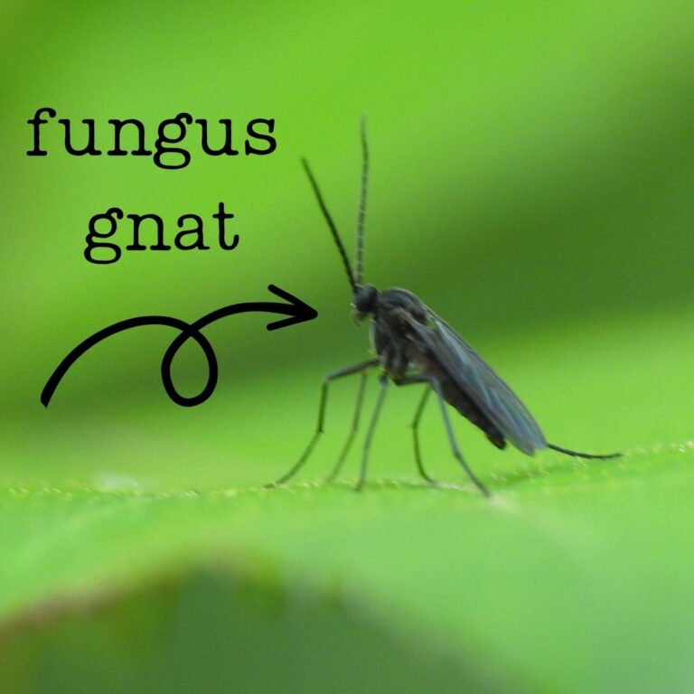 How to Get Rid of Flies from Plants: Best Methods to Try - The How-To Home