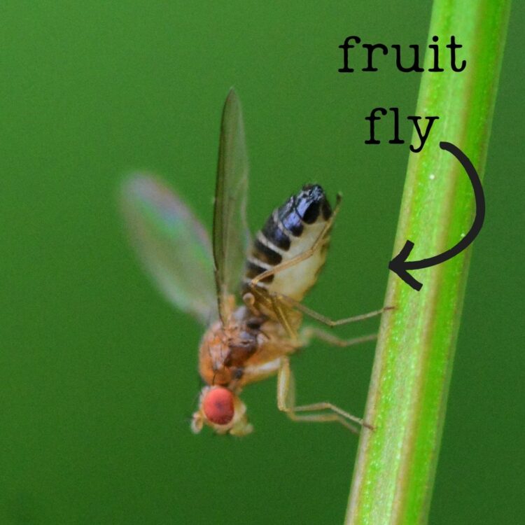 How to Get Rid of Flies from Plants: Best Methods to Try - The How-To Home