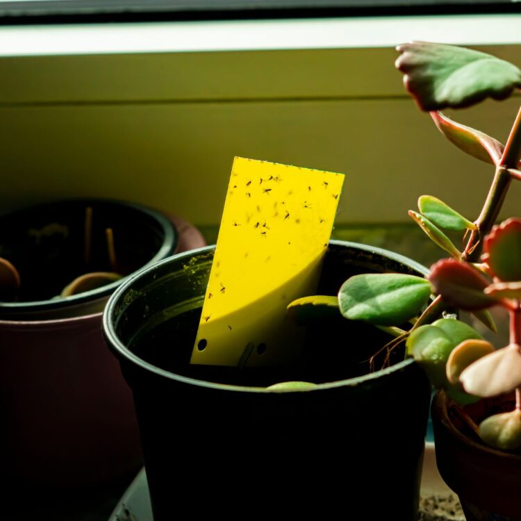 How to Get Rid of Flies from Plants: Best Methods to Try - The How-To Home