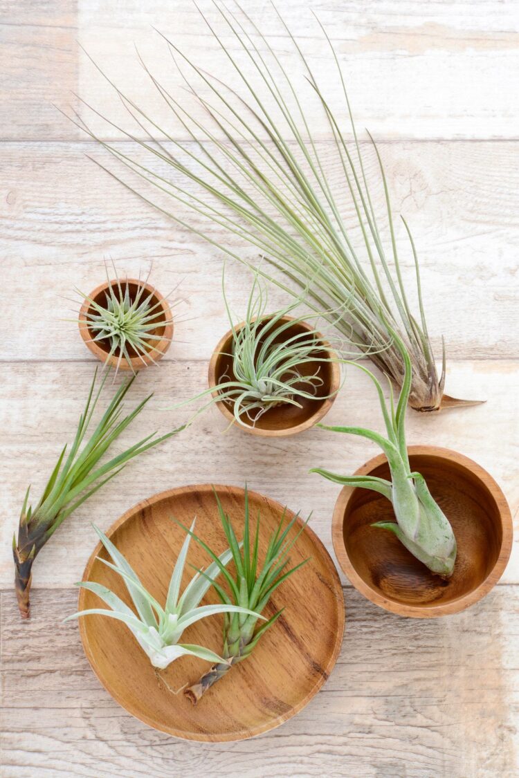 How To Keep Air Plants Alive: Tips And Tricks For Healthy Growth - The ...