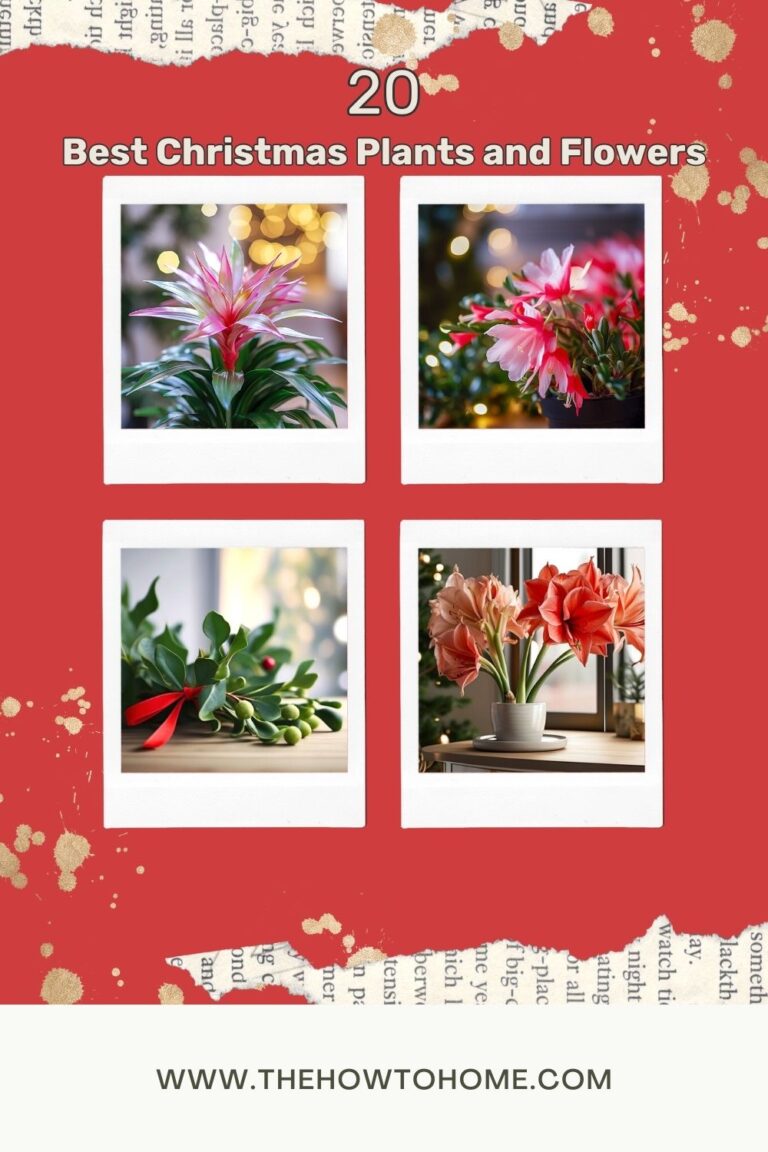 20 Best Christmas Plants and Flowers for Winter This Year - The How-To Home