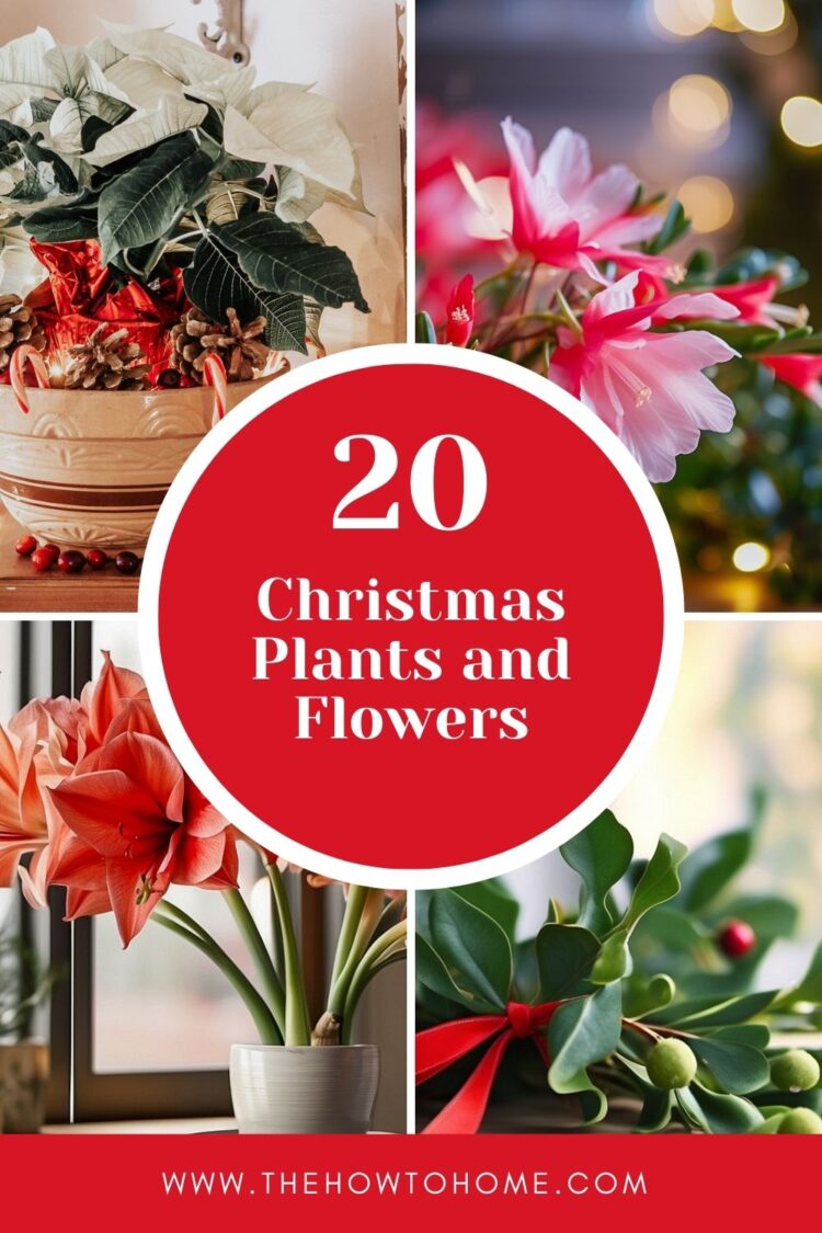 20 Best Christmas Plants and Flowers for Winter This Year - The How-To Home
